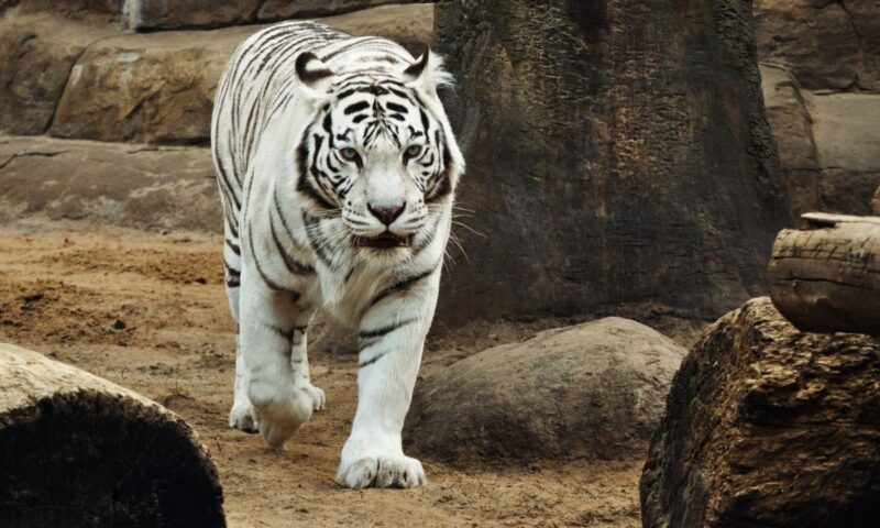 Dream About White Tiger? 17 Spiritual Meanings[With Fun Facts] - You ...